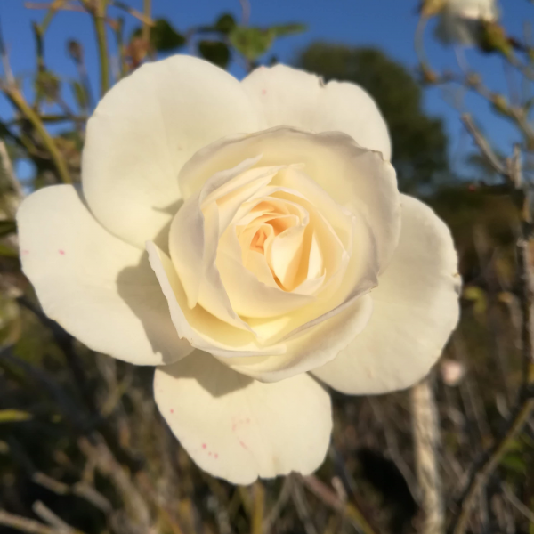 ROSA ICEBERG
